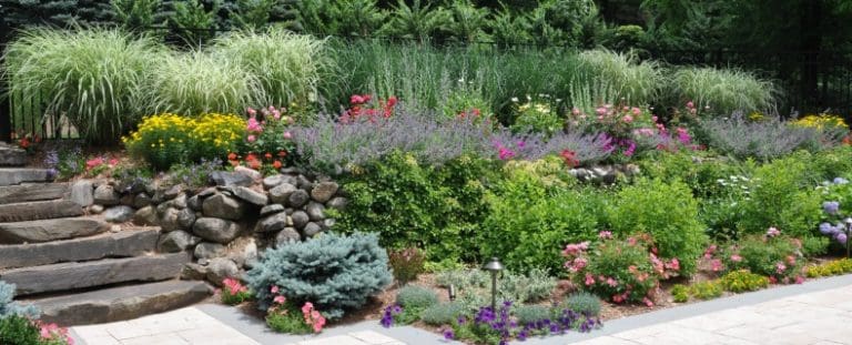 Top 20 List of Perennial Flowers for Your NJ Garden