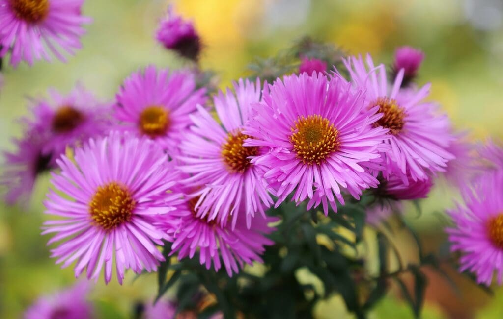 Top 20 List of Perennial Flowers for Your NJ Garden