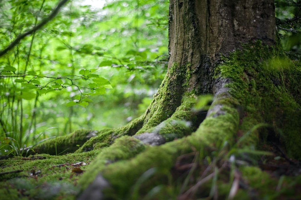 The Benefits Of Fertilizing Trees For Deep Roots