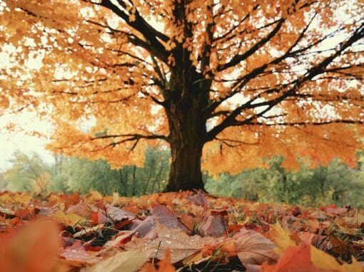 Fall Deep Root Fertilization: Nourish Your Trees and Shrubs Before ...