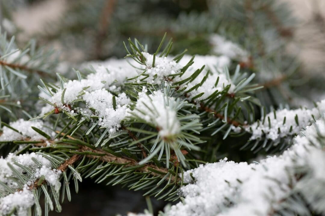 How to Prevent Frost Damage on Shrubs: A Practical Guide for Cold ...